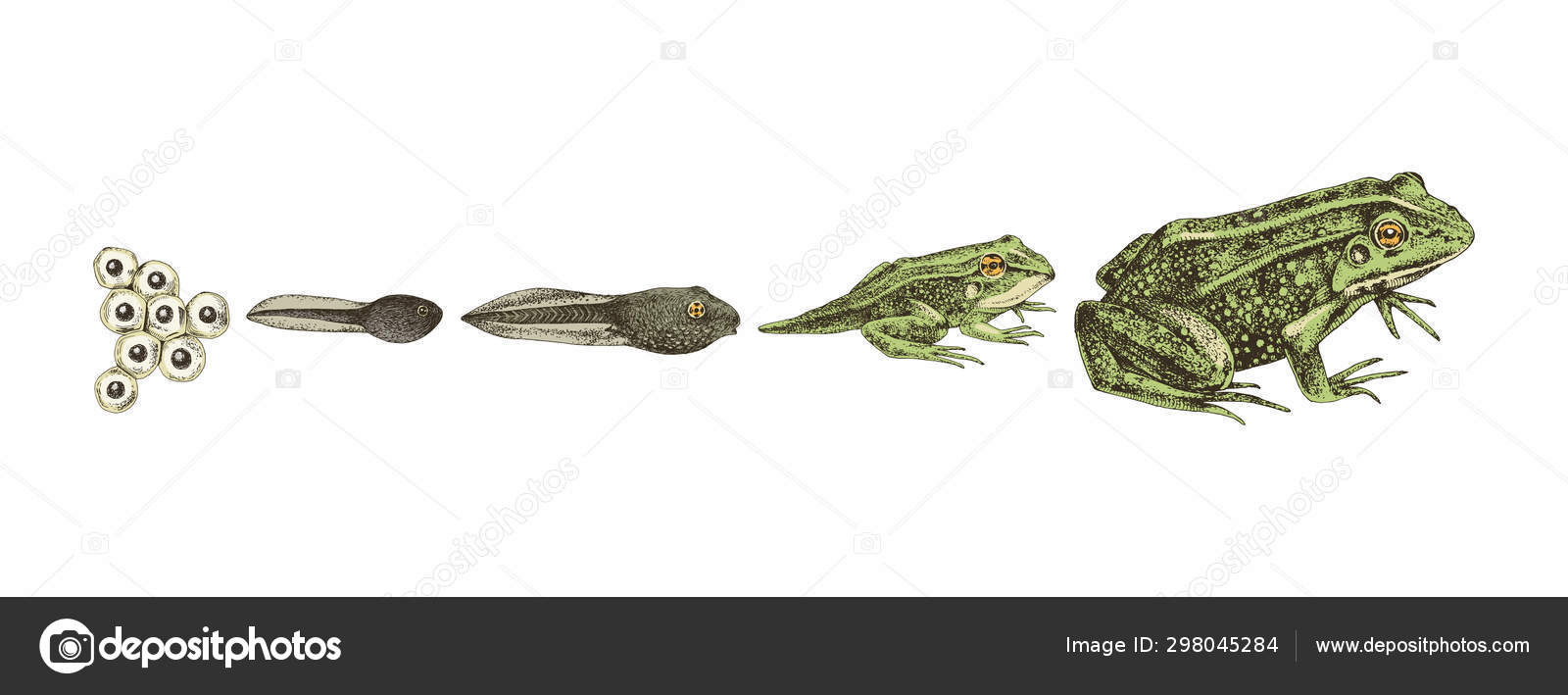 Hand drawn colorful frog metamorphosis Stock Vector Image by ©mart_m ...