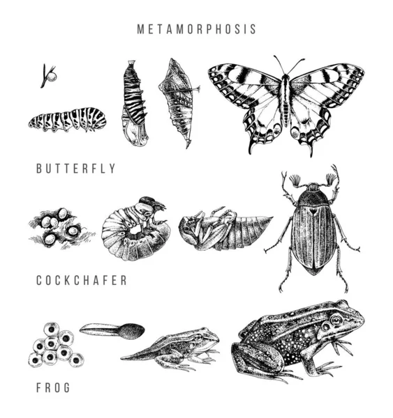 Metamorphosis Drawing Examples