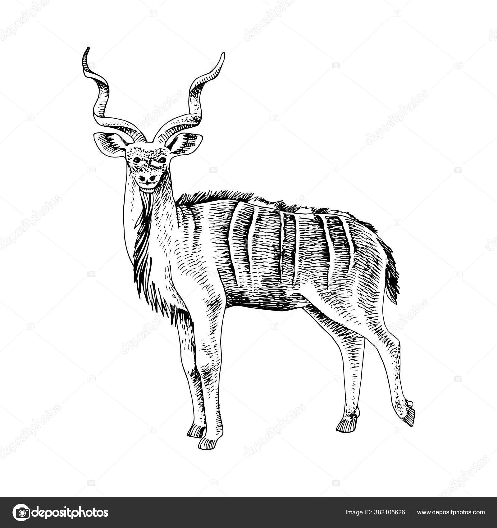 Greater Kudu Clip Art