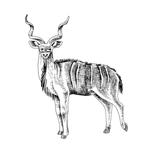 Kudu drawing Vector Art Stock Images | Depositphotos