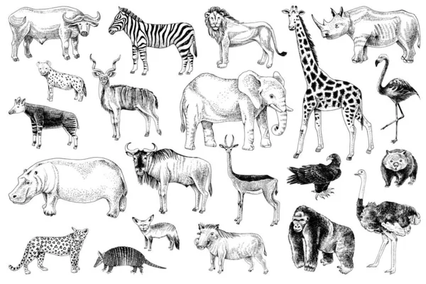 467 Koedoe Vector Images | Depositphotos