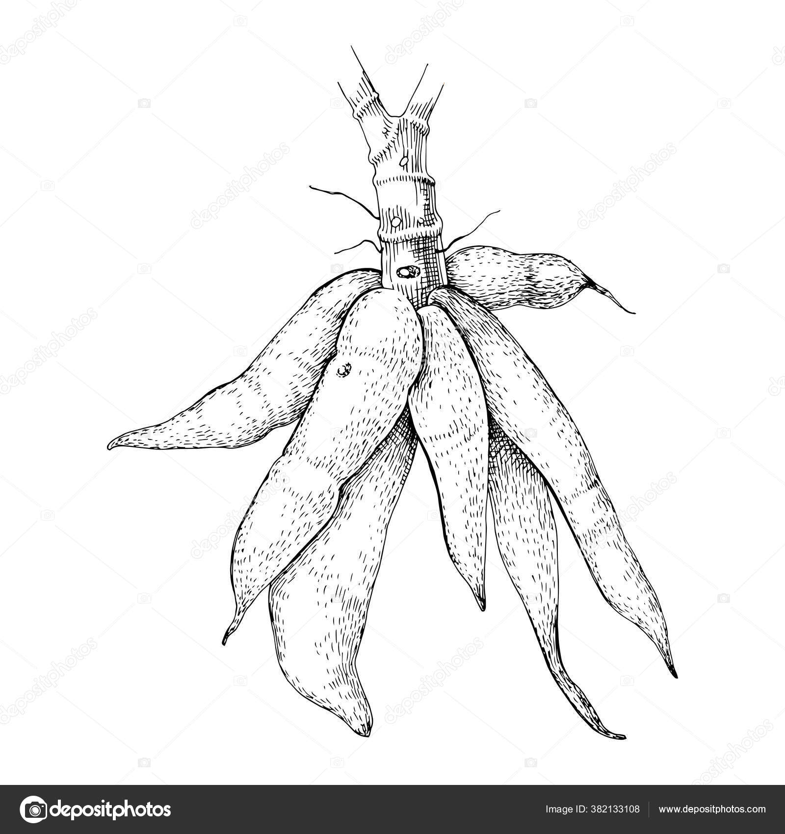 Tanaman singkong gambar tangan Vektor Stok oleh ©mart_m 382133108