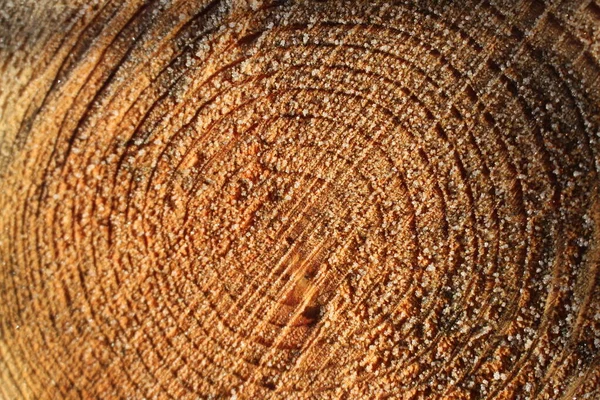 Tree stump rings Stock Photos, Royalty Free Tree stump rings Images ...