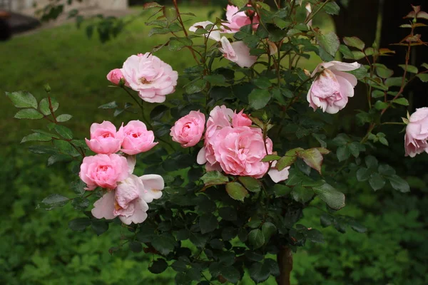 English roses Stock Photos, Royalty Free English roses Images ...