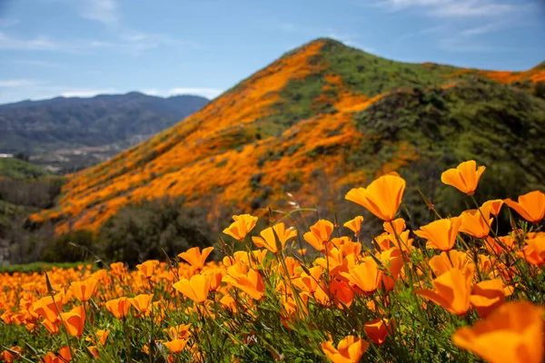 Super bloom Stock Photos, Royalty Free Super bloom Images | Depositphotos