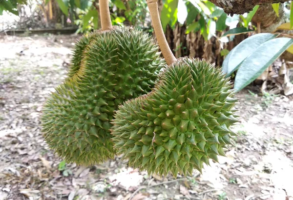 Immature durian trees Stock Photos, Royalty Free Immature durian trees ...