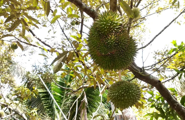 Immature durian trees Stock Photos, Royalty Free Immature durian trees ...