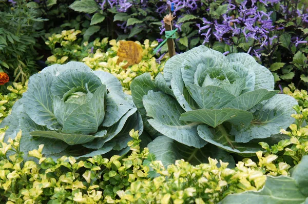 Permaculture Stock Photos, Royalty Free Permaculture Images | Depositphotos