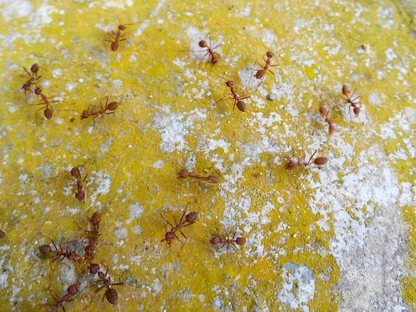 Argentine ants Stock Photos, Royalty Free Argentine ants Images ...