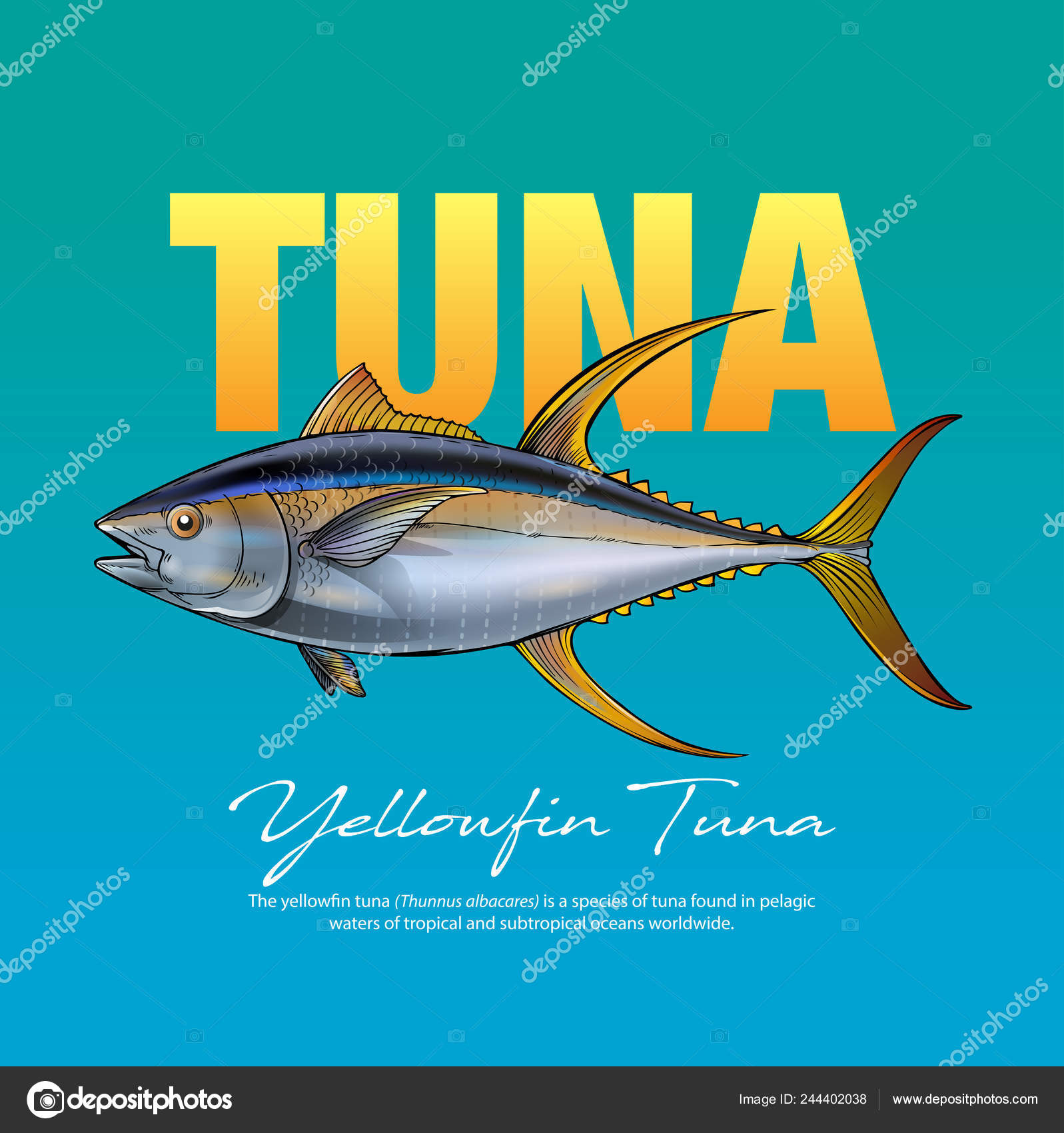 Vector Illustration Yellow Fin Tuna ⬇ Vector Image by © msjeje | Vector ...