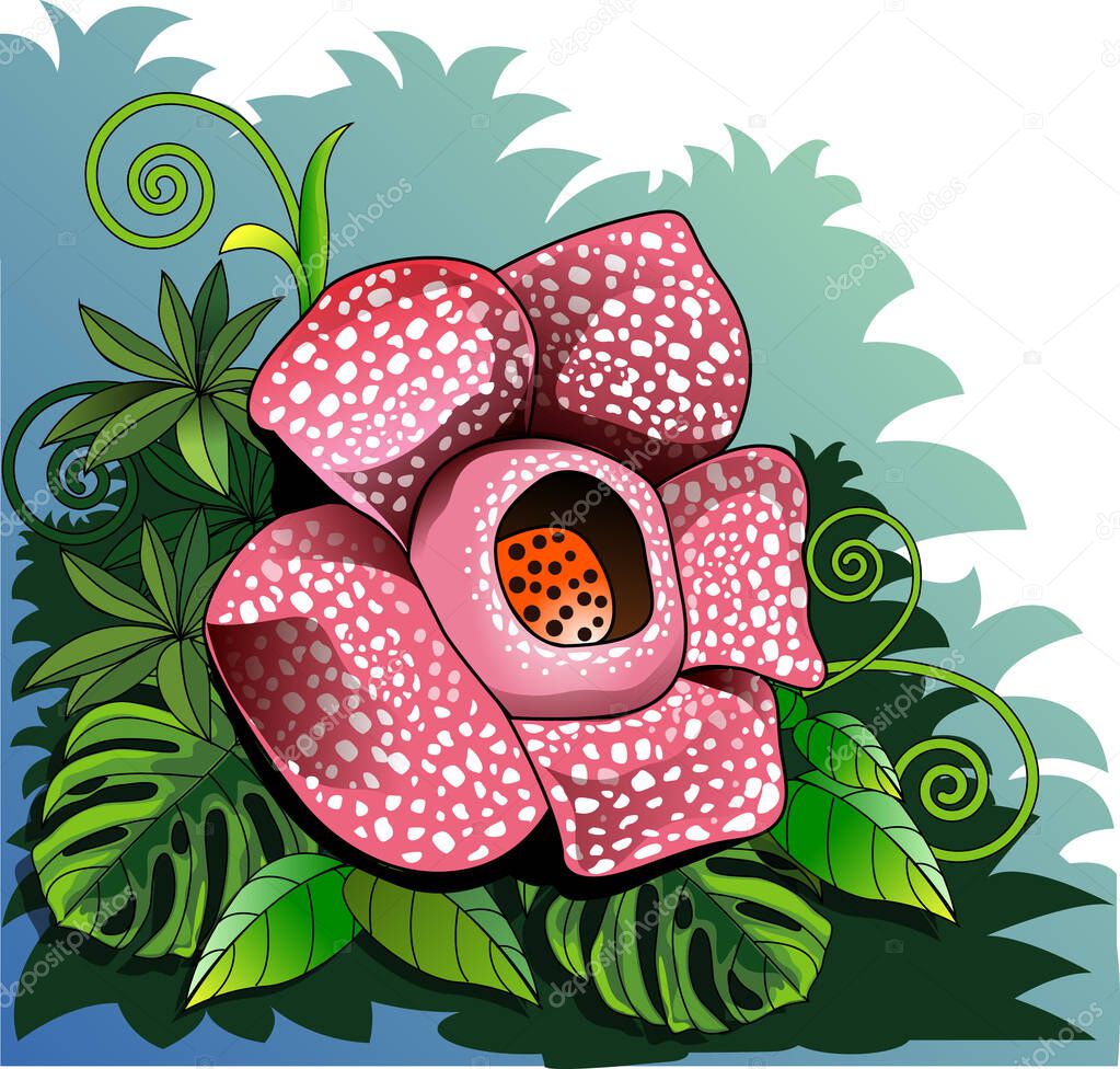 La ilustración vectorial, Rafflesia arnoldi o padma raksasa, es una de ...