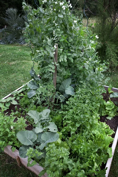 Small vegetable garden Stock Photos, Royalty Free Small vegetable ...