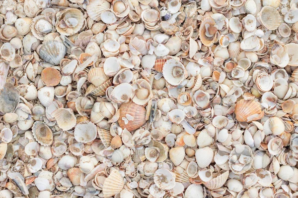 Seafood shells Stock Photos, Royalty Free Seafood shells Images ...