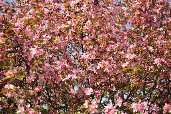 Spring pink blossoms. Pink apple blossom. Spring flowers background ...