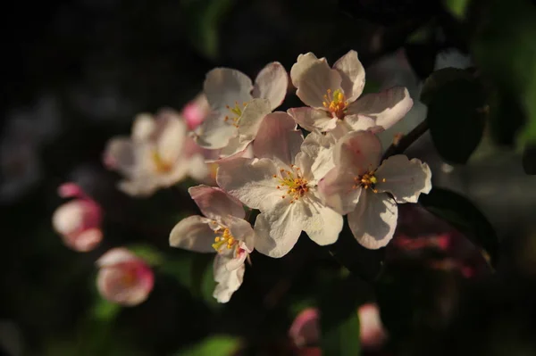 Spring pink blossoms. Pink apple blossom. Spring flowers background ...
