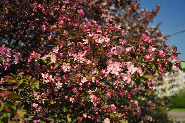 Spring pink blossoms. Pink apple blossom. Spring flowers background ...