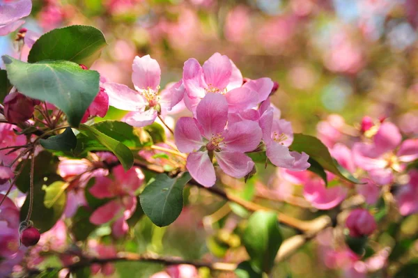 Pink apple blossom. Apple close up flowers. Apple tree spring blooming ...