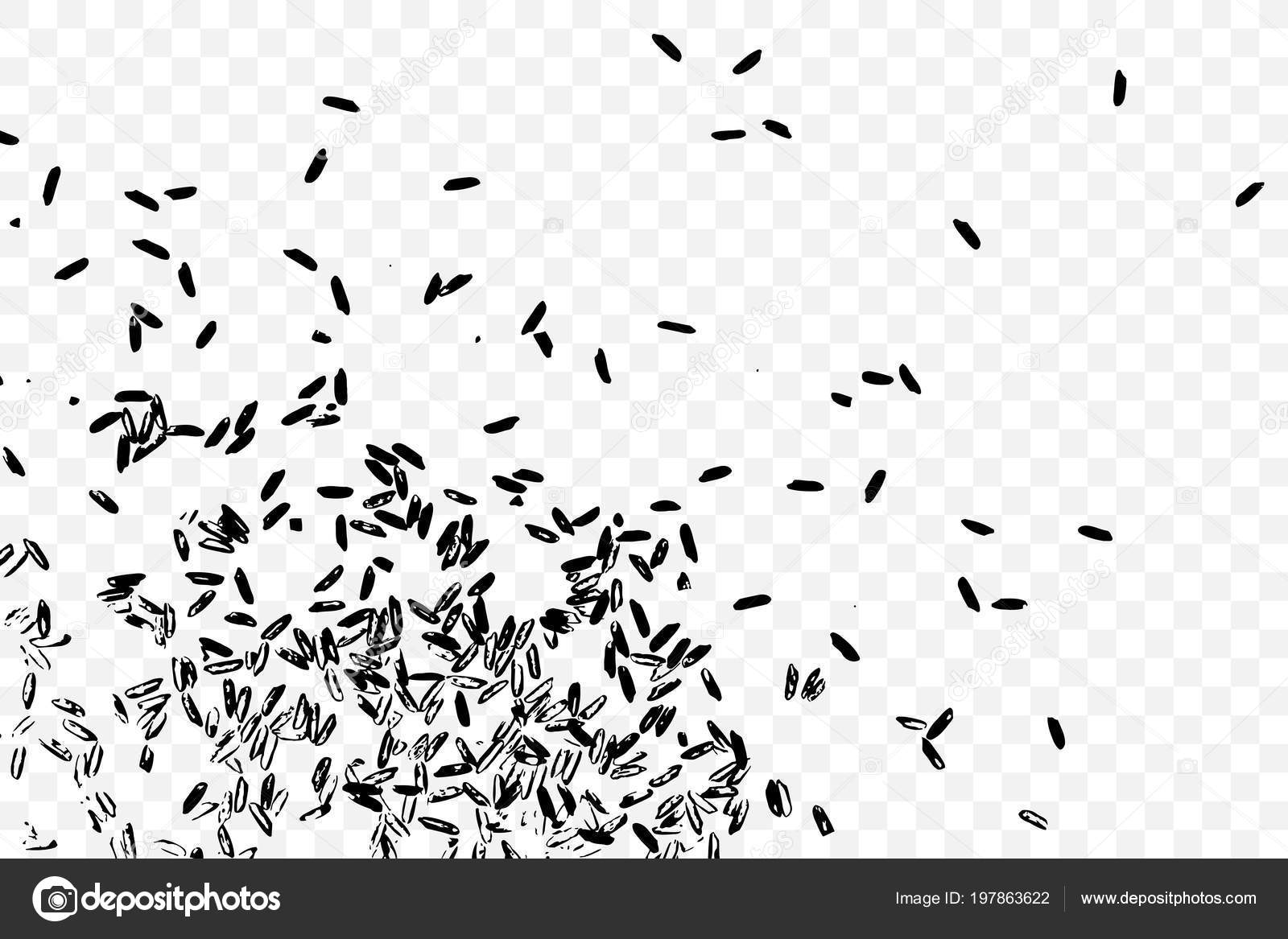 Transparent Background Grain Rice Handmade Illustration Rice Organic ...