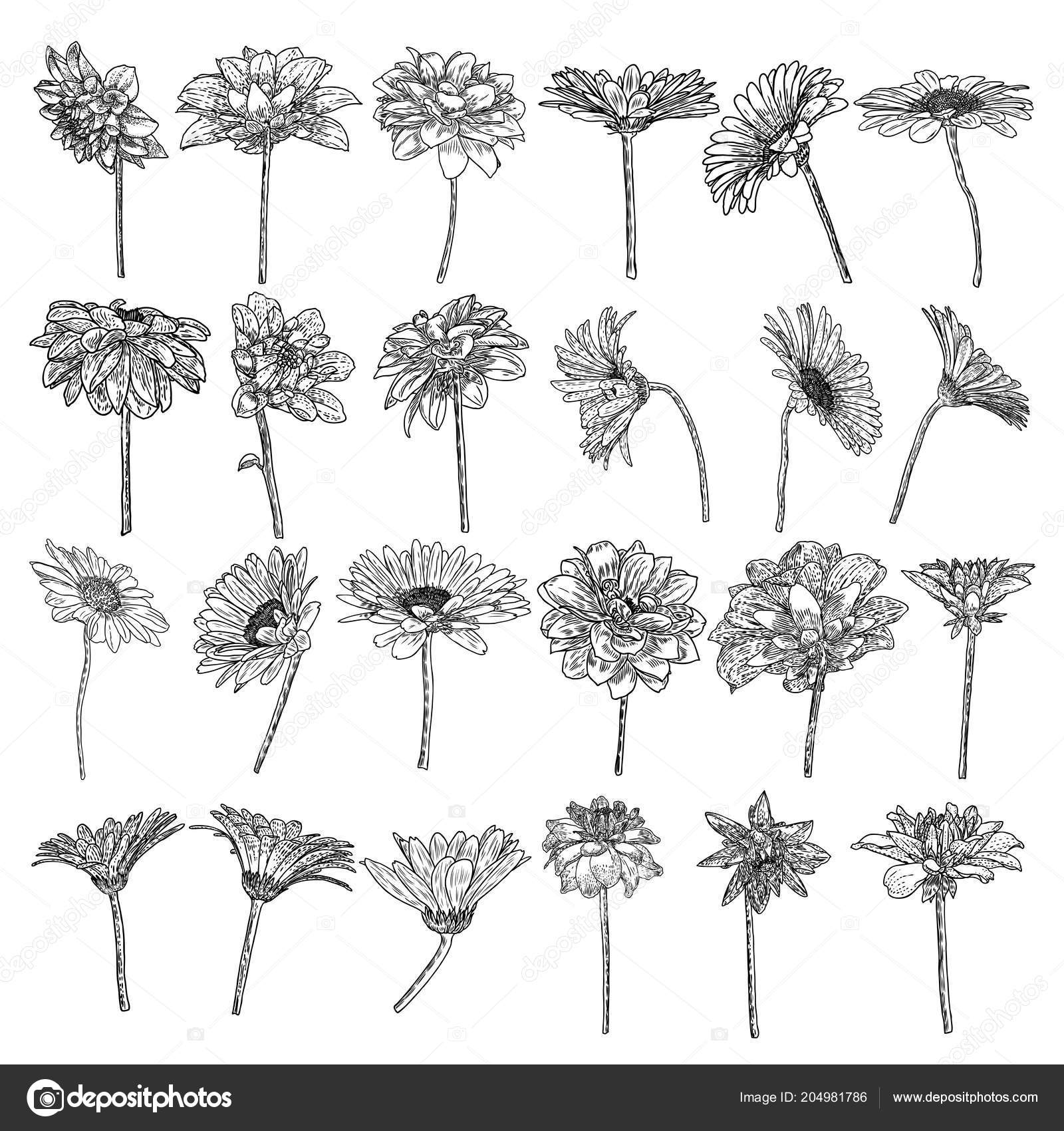 Daisy Drawing Outline