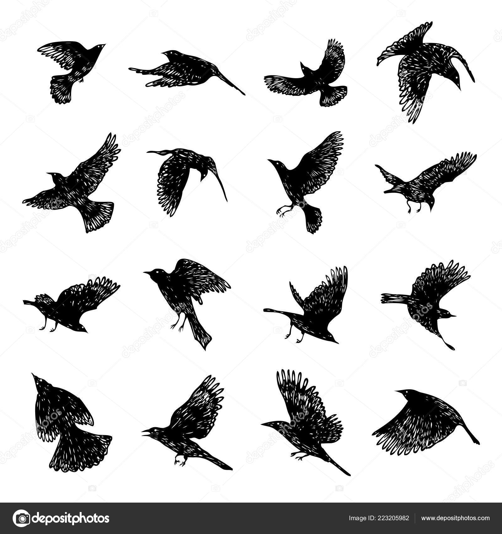 Raven Bird Flying Drawing