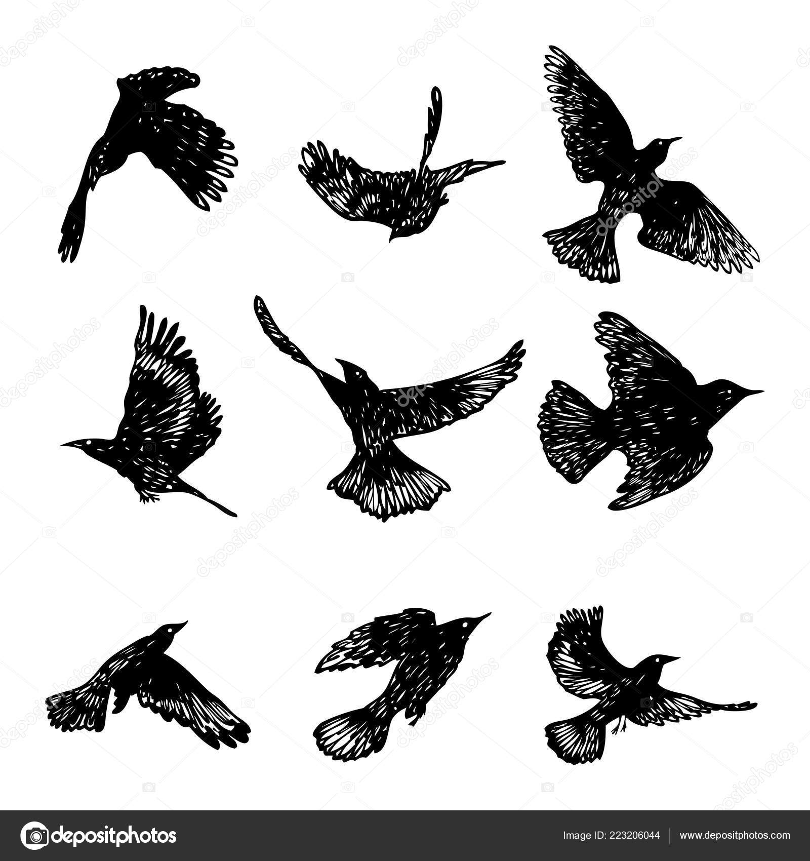 Raven Flock Drawings