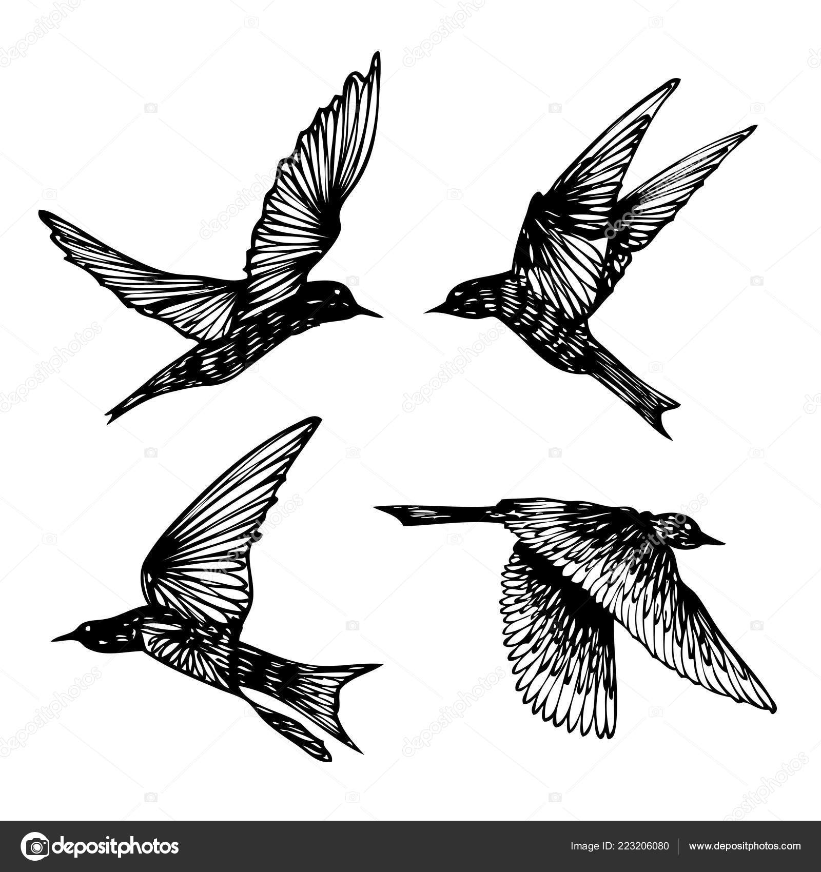 Bird In Flight Drawing