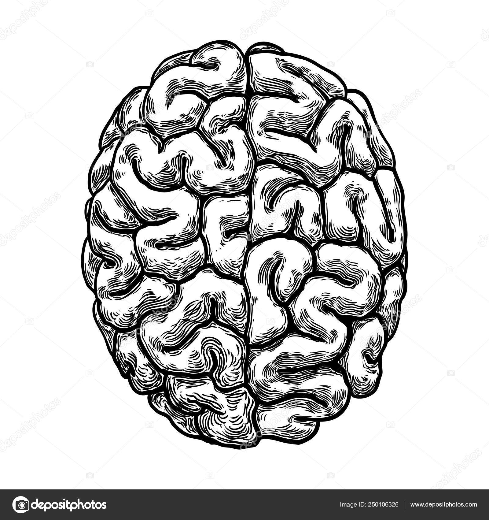 Brain Drawing Top View