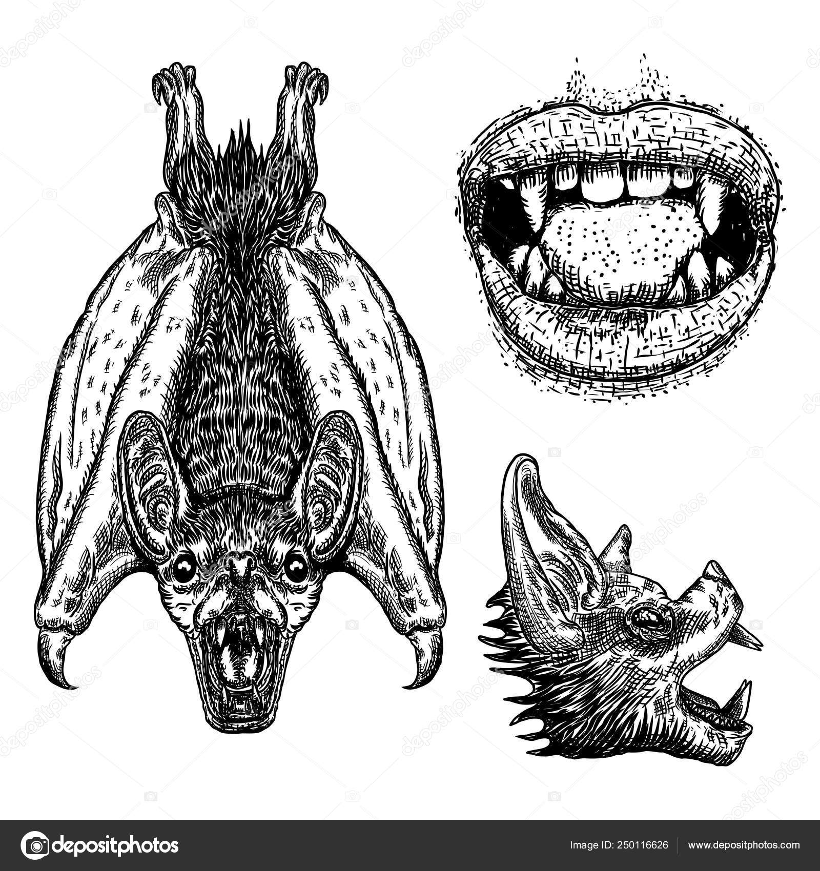 Vampire Bat Wings