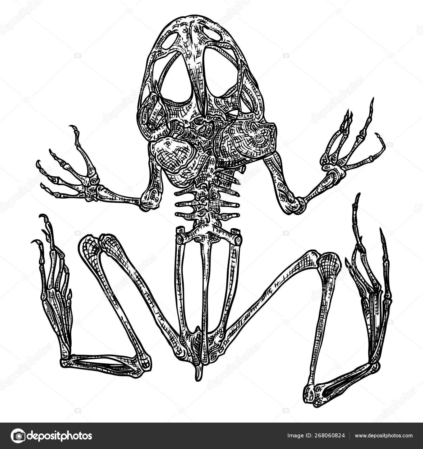 Esqueleto De Rana De La Marina