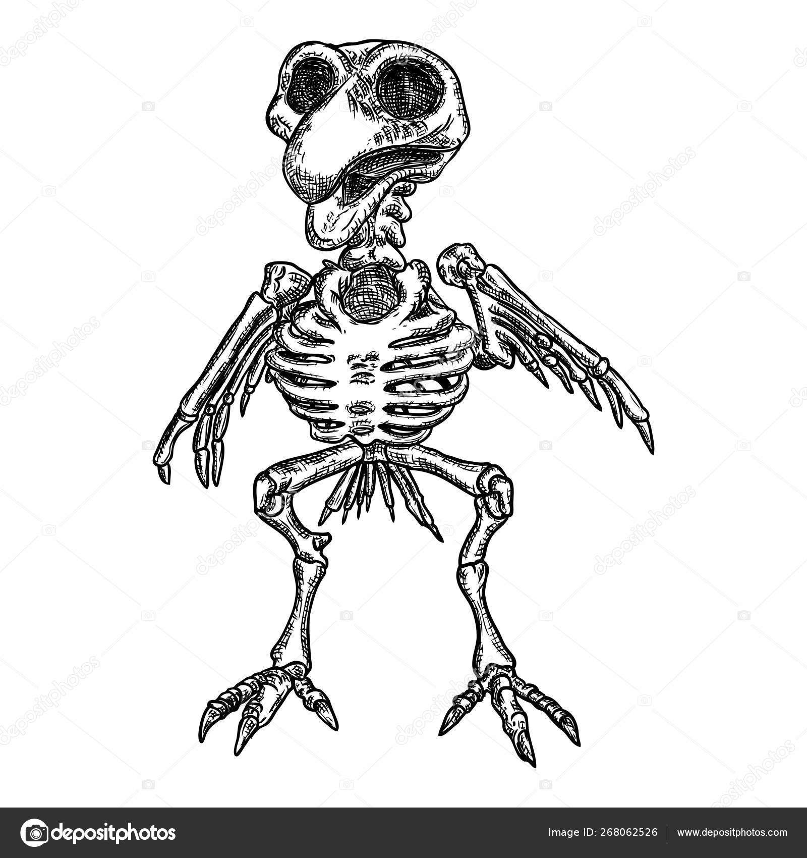 Fugleskjelett Tegning Et Sett Med Fugleskjelett For Magisk Kult,