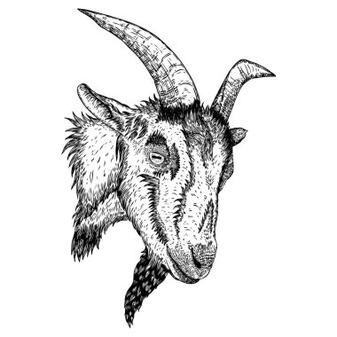 Goat Head Portrait Illustration Drawing Engraving Ink Line Art Vector Stock Vector Image by ...