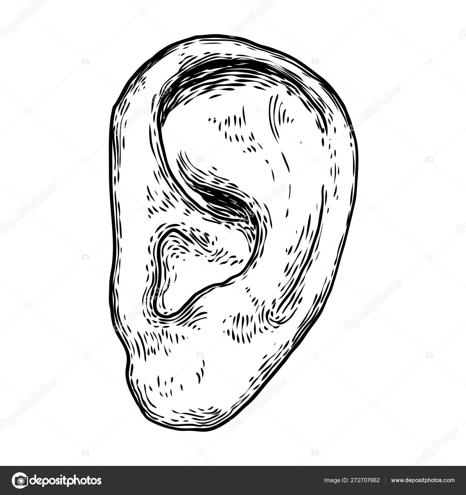Human ear anatomy body part in engraved hand drawn style. Styliz Stock ...