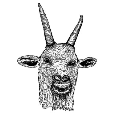 Goat Head Portrait Illustration Drawing Engraving Ink Line Art Vector Stock Vector Image by ...