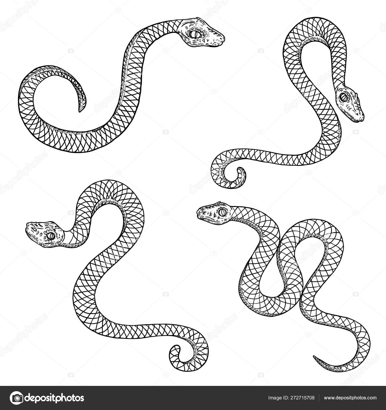 Set of snake drawing illustration. Black serpent isolated on a w ⬇ ...
