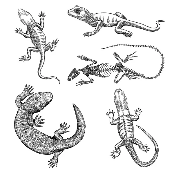 Lizard or gecko lizard isolated and hand drawn. Vector Stock Vector ...