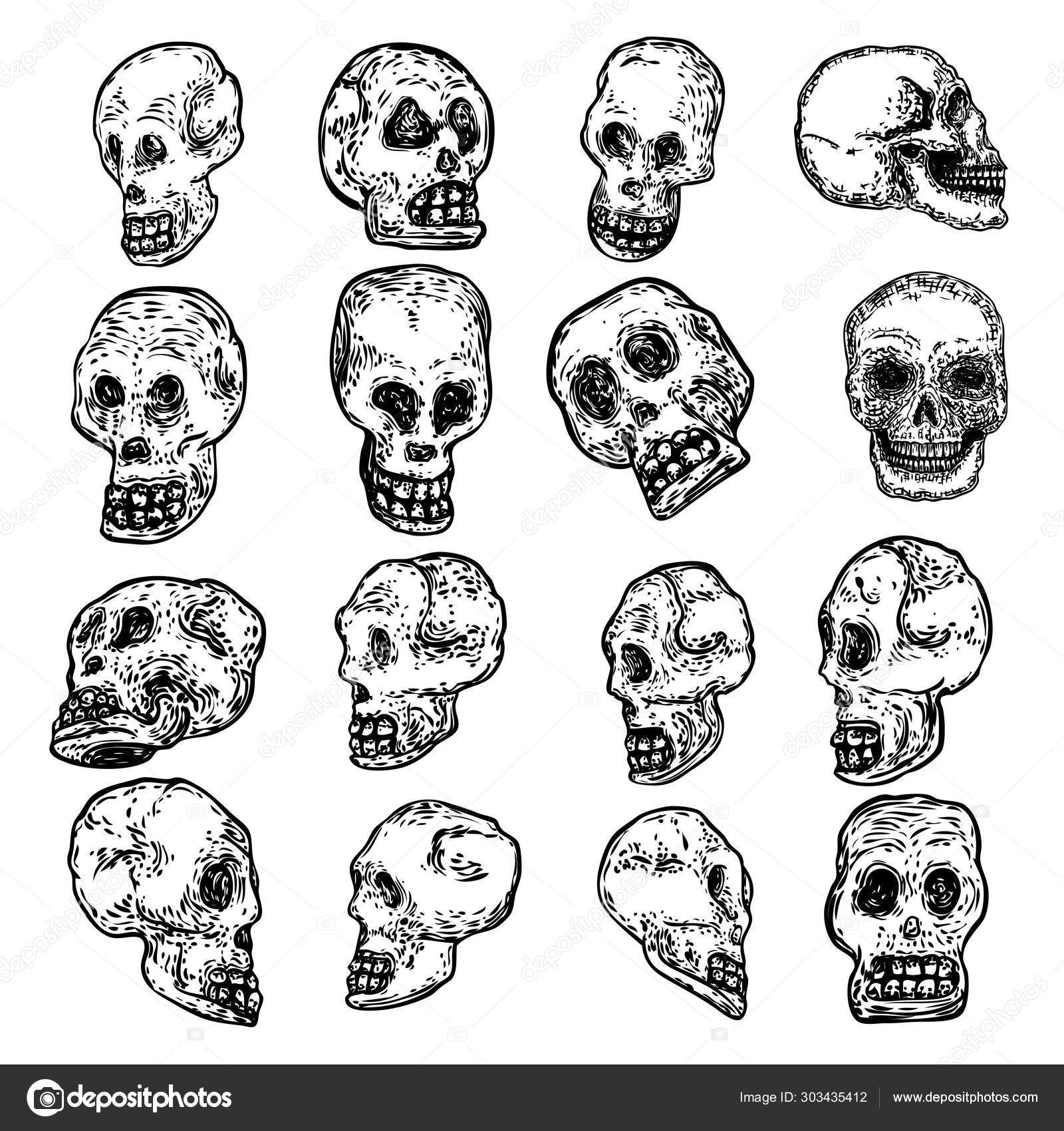 Set of decorative human skulls in different directions, hand drawn ...