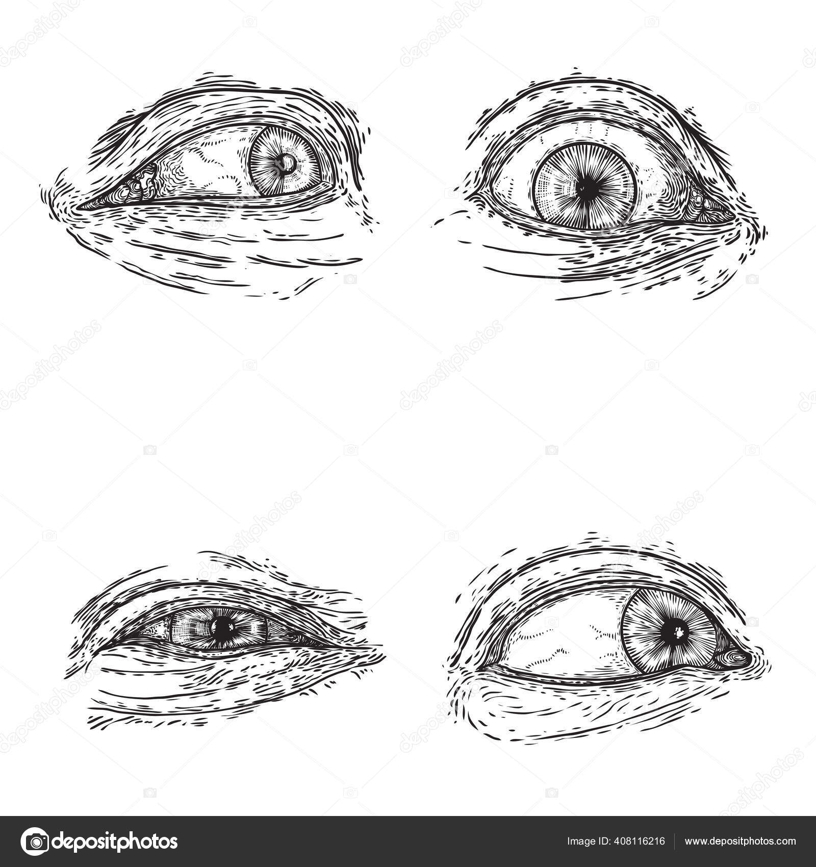 Set Various Drawing Human Eye Different Direction Emotion All Seeing ...