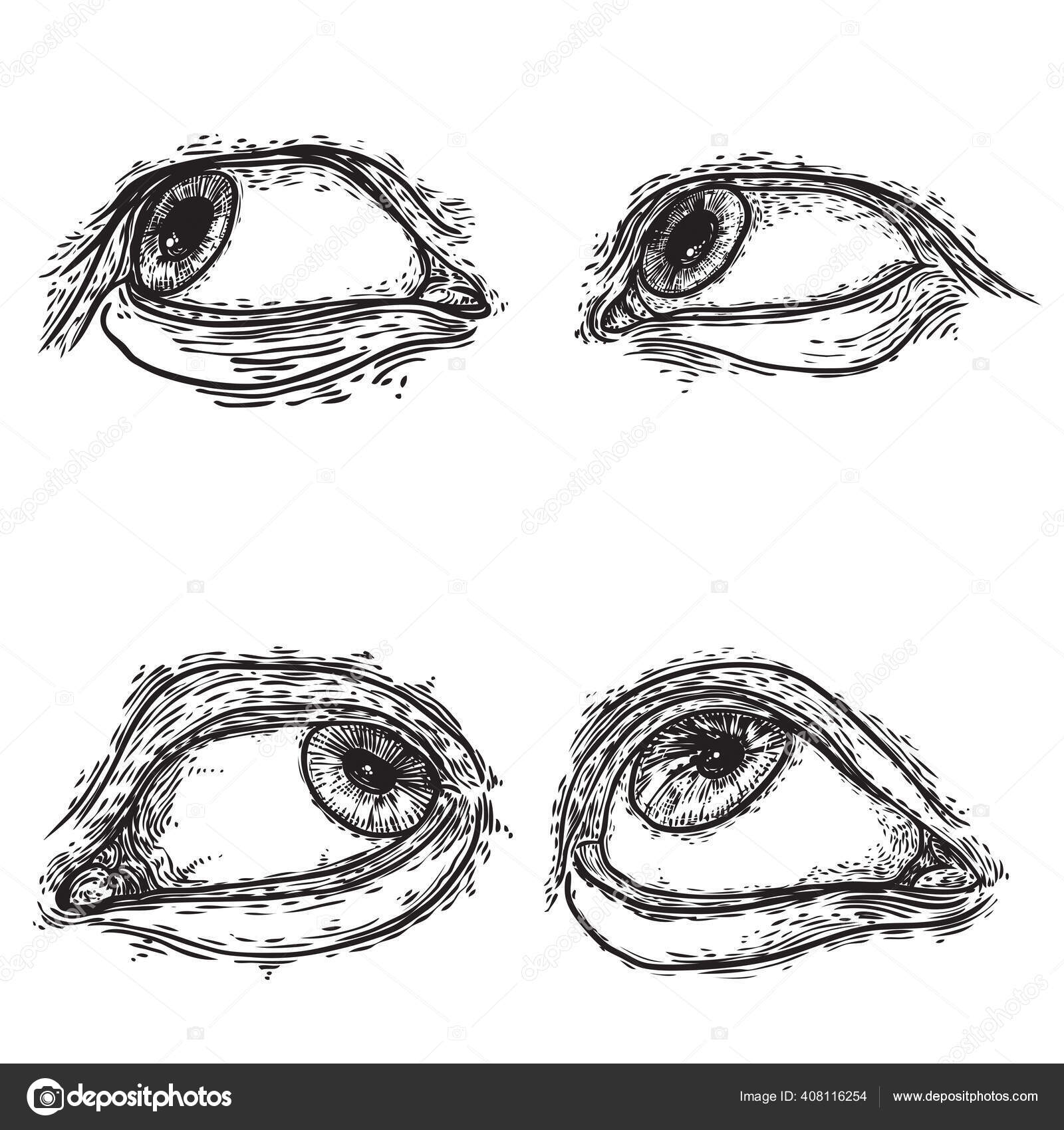 Set Various Drawing Human Eye Different Direction Emotion All Seeing ...
