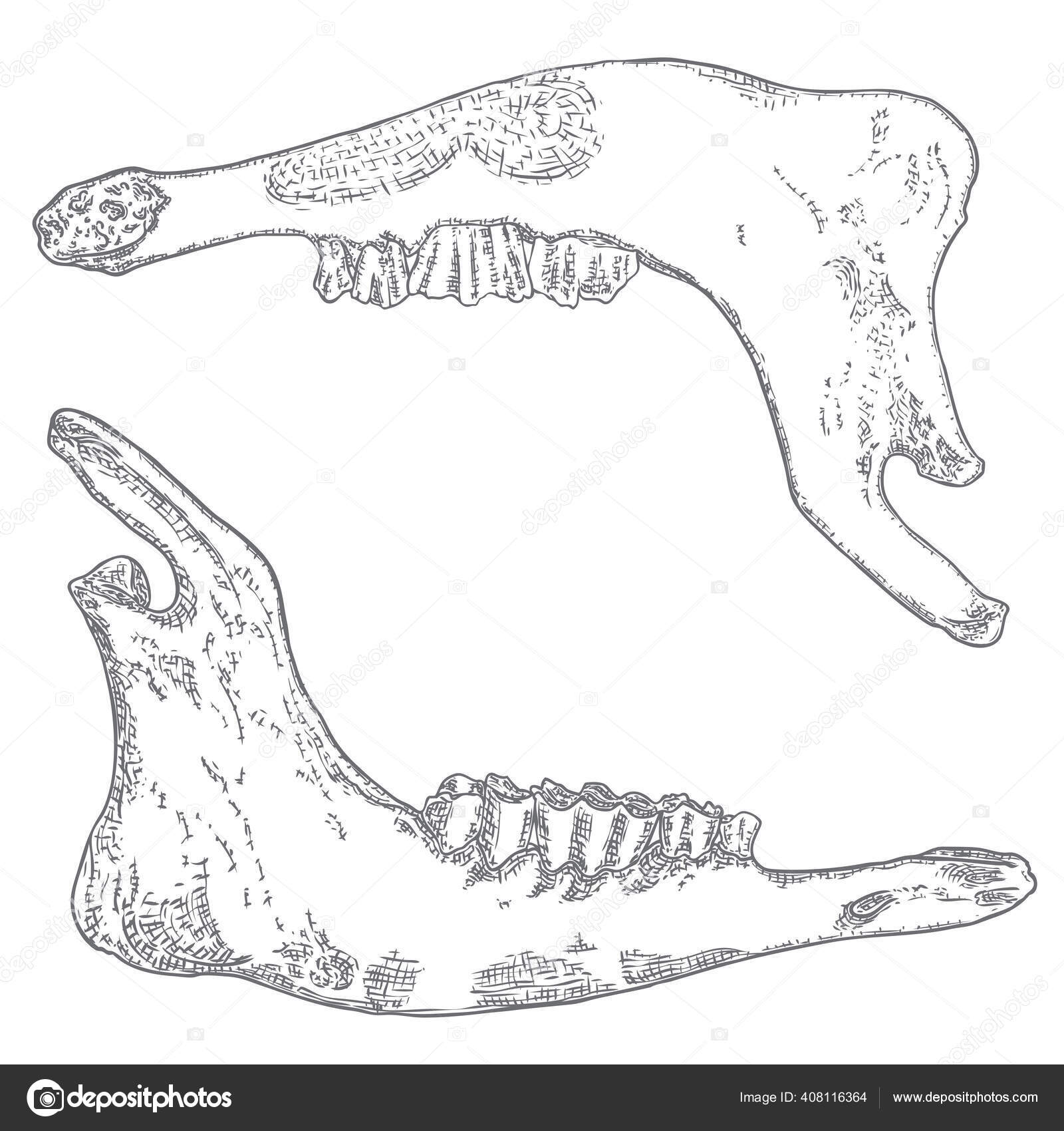 Sheep Goat Jaw Aged Teeth Bones Farm Domestic Animal Freehand Stock ...