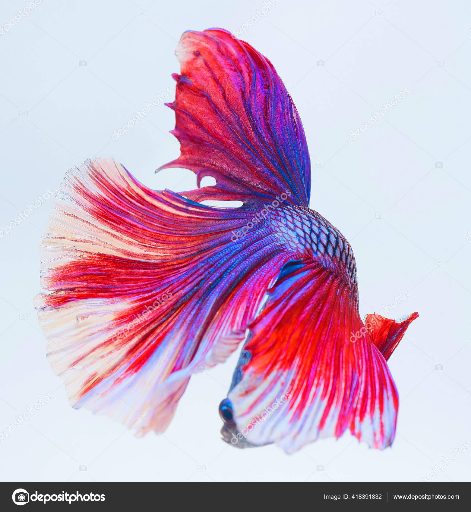 Peces Betta Media Luna Peces Siameses Lucha Betta Splendens: fotografía ...