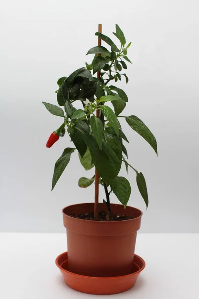 Chilli plant pot Stock Photos, Royalty Free Chilli plant pot Images ...