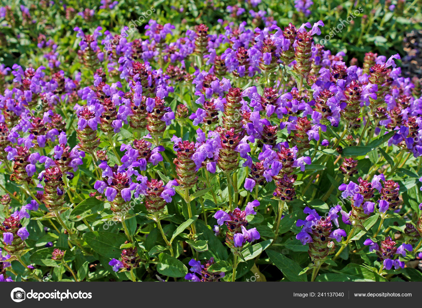 Prunella Vulgaris