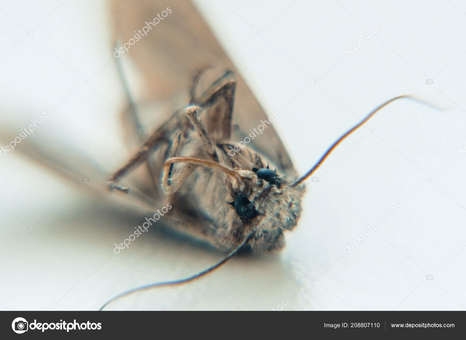 Mole Dead Moth Mole Dead Moth — Stock Photo © liukov #208807110