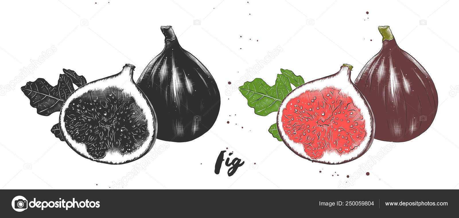 Hand drawn sketch of fresh figs in monochrome and colorful. Detailed ...