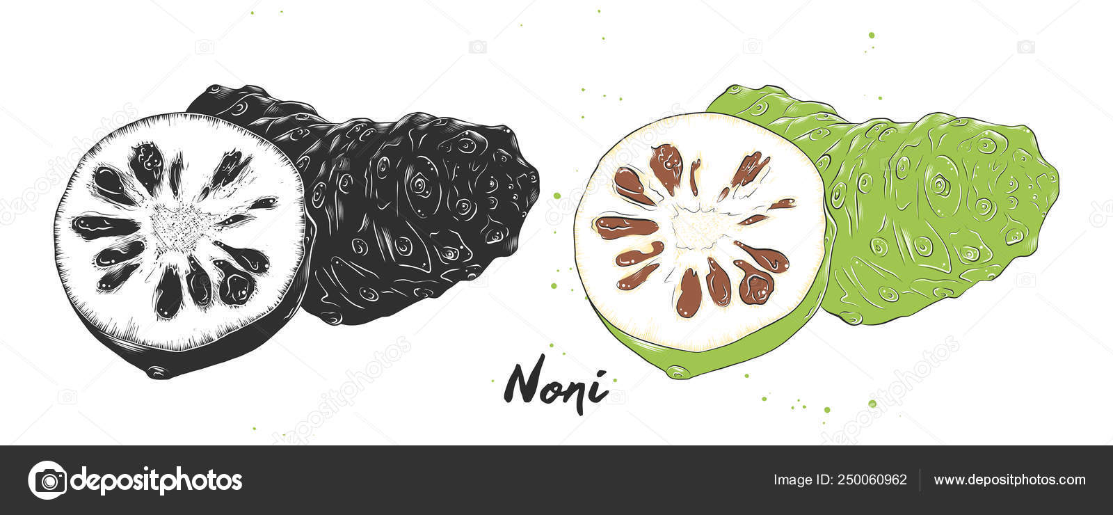 Hand drawn sketch of noni fruit in monochrome and colorful. Detailed ...