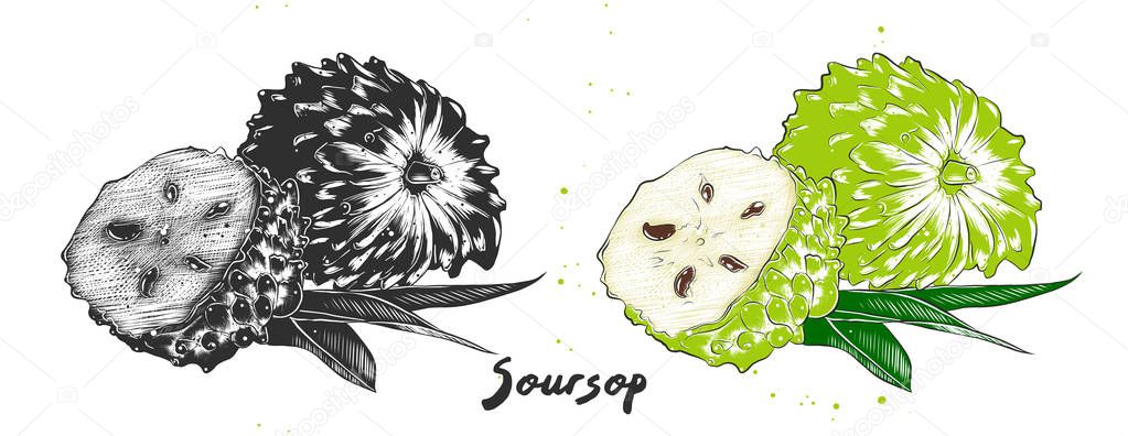 Guyabano Vector Art Stock Images | Depositphotos