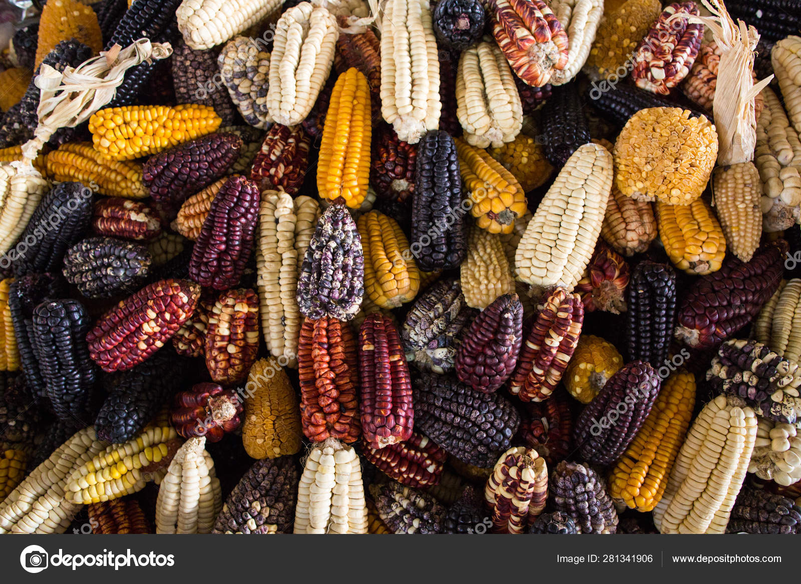 Mazorcas Maíz Multicolor Mercado Primer Plano Maíz Decorativo ...