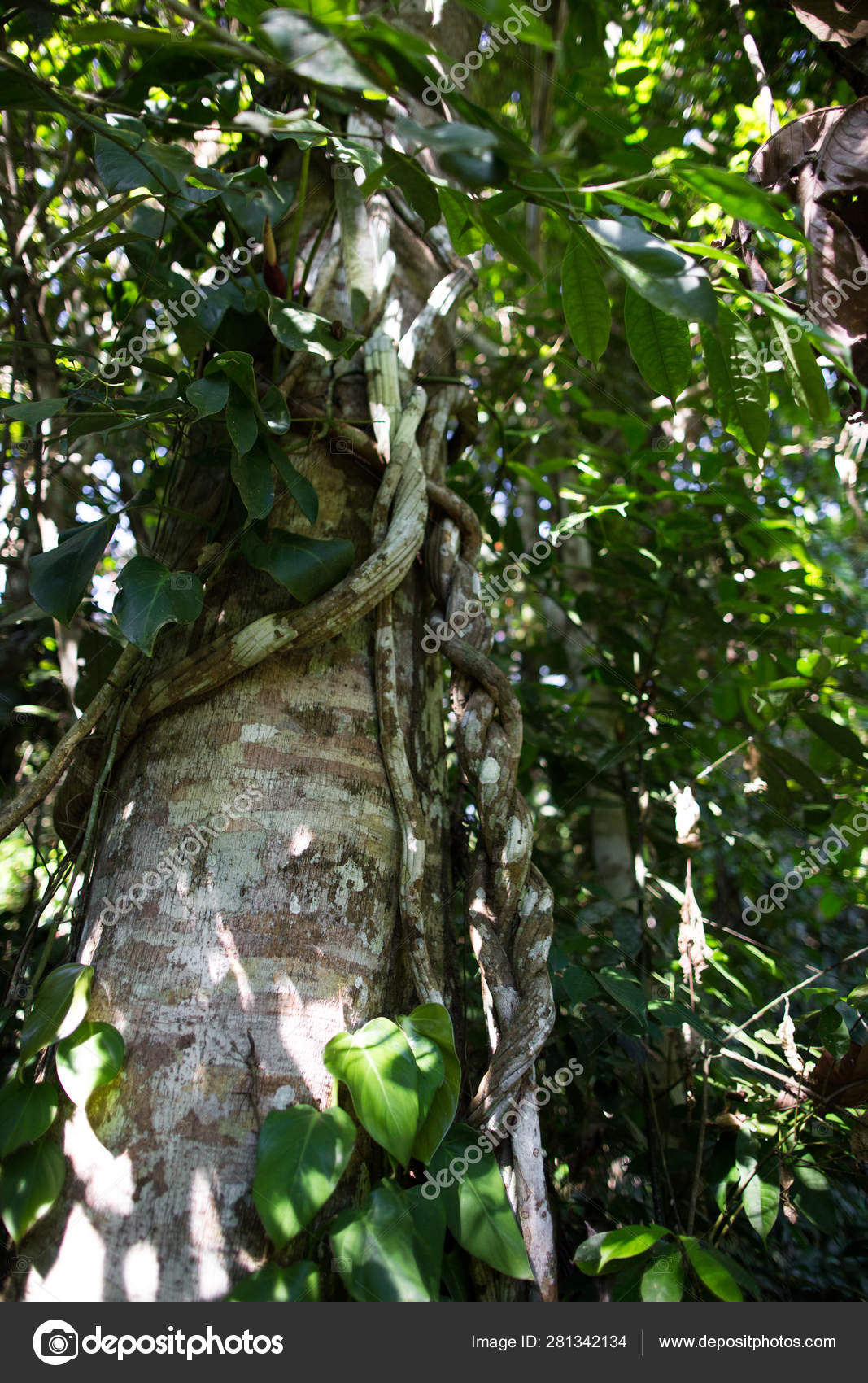 Ayahuaska Climbs Tree Trunk Banisteriopsis Caapi Vine Tradtional Plant ...
