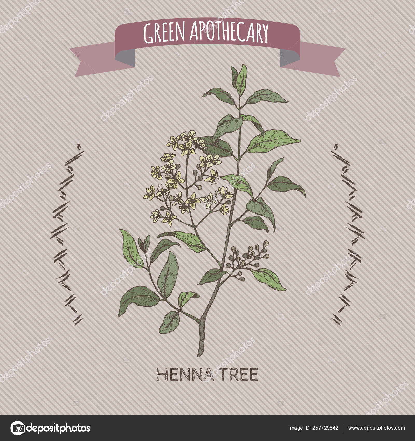 Henna Tree