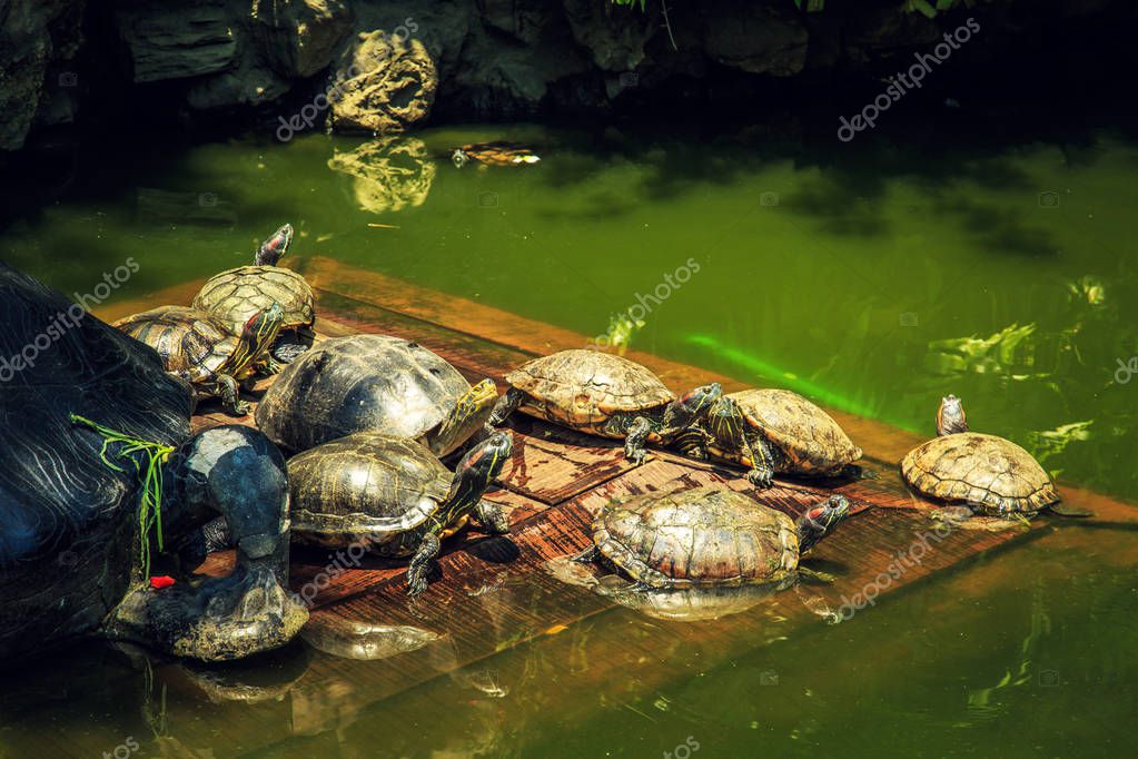 Templo de Wat Prayoon (Templo de la Tortuga) en Bangkok, Tailandia. 2022